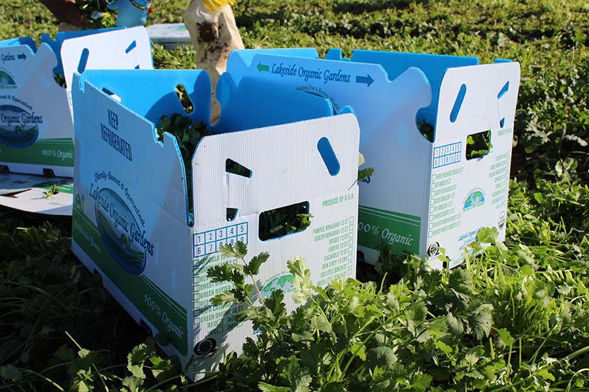 Sustainable Packaging Boxes | SeaCa Plastic Packaging